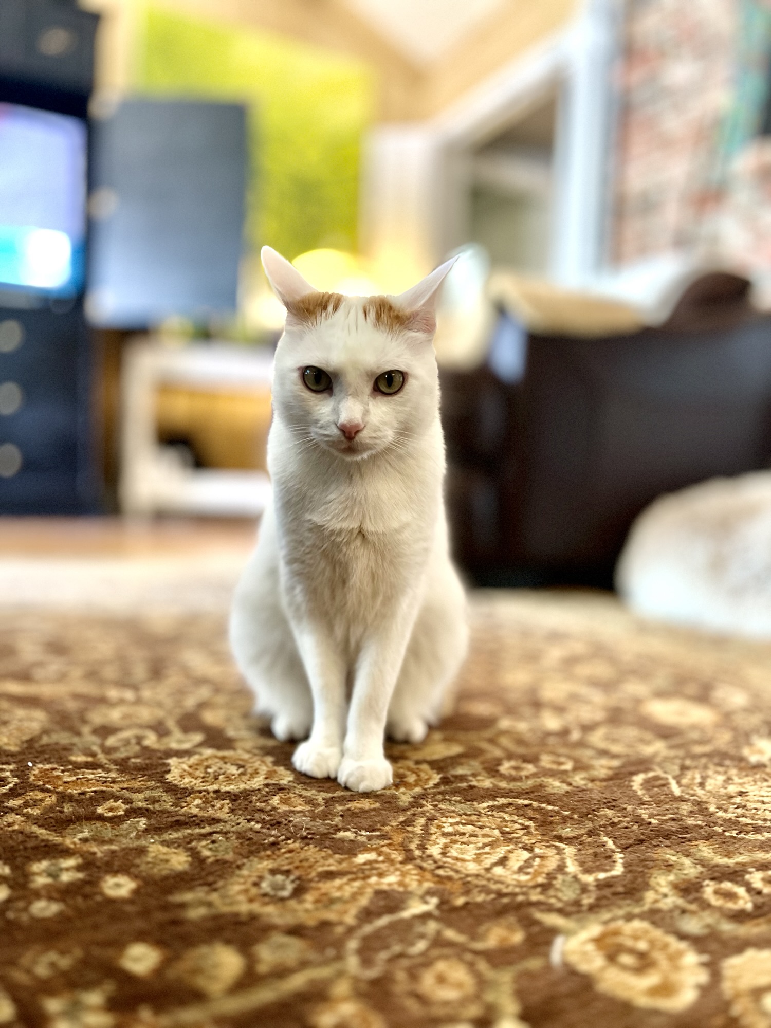 finally – Carb Tripper 2